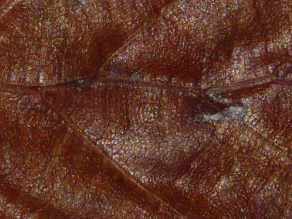 texture 0015 - Texturelib